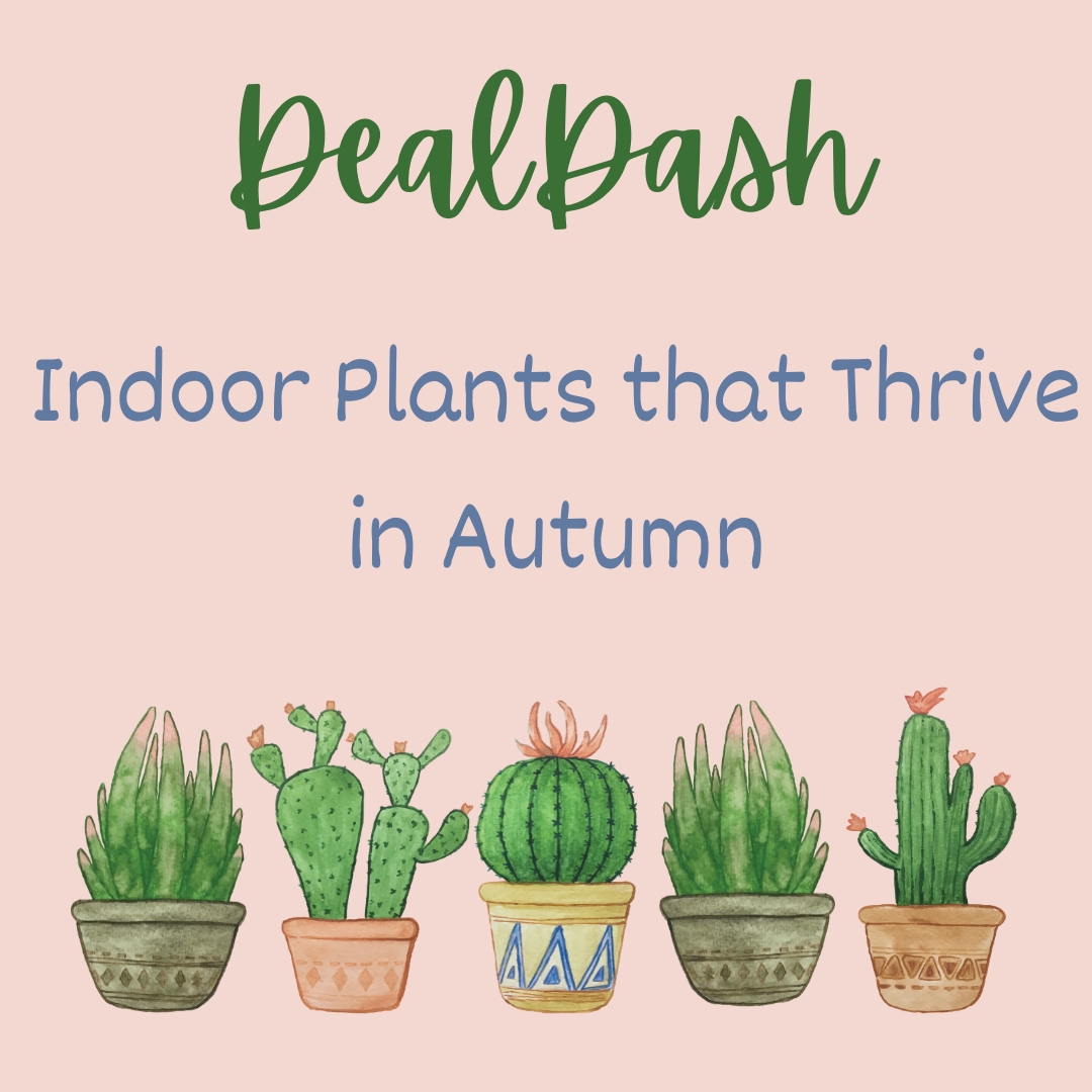 DealDash Indoor Plants that Thrive in Autumn - DealDash Reviews