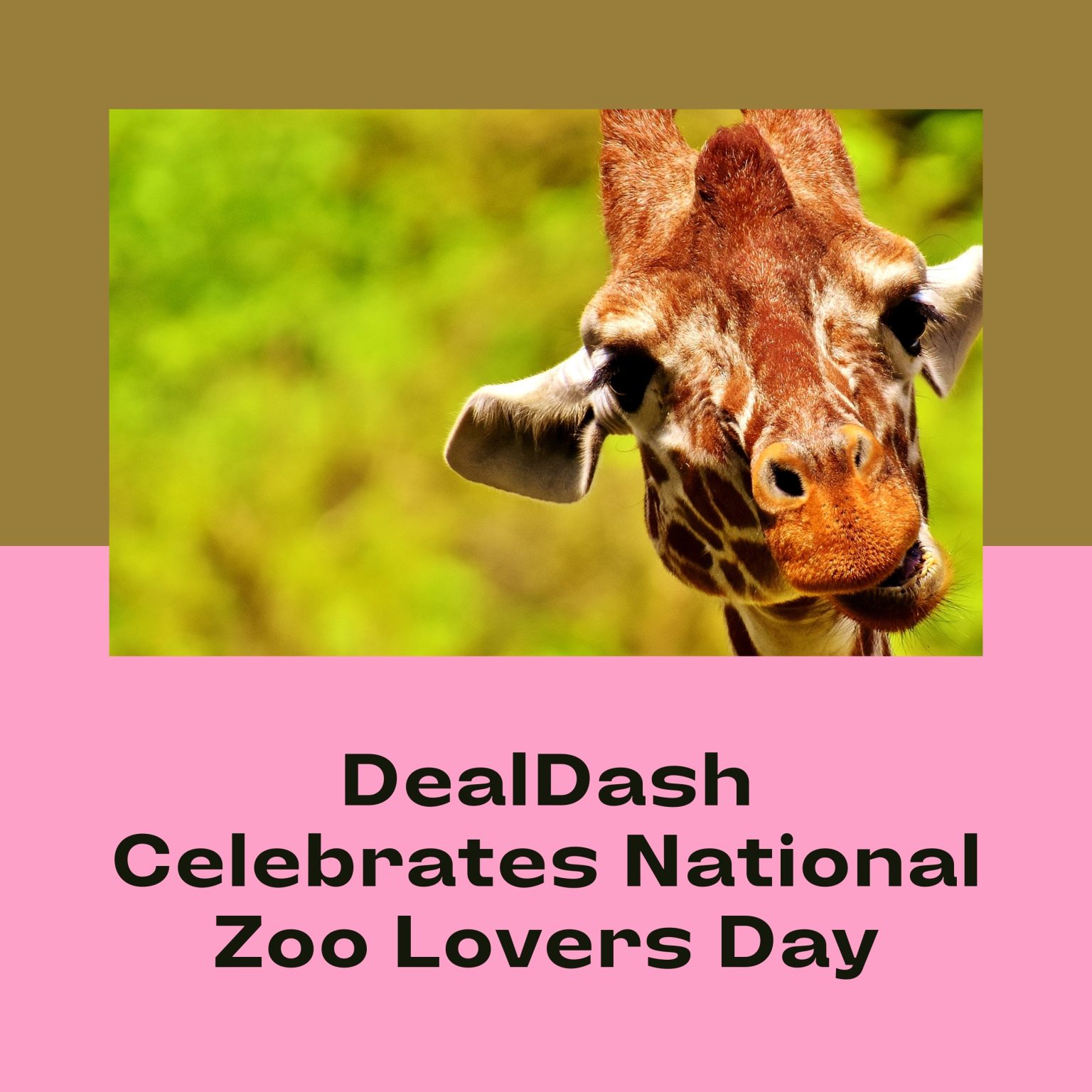 DealDash Celebrates National Zoo Lovers Day - DealDash Reviews
